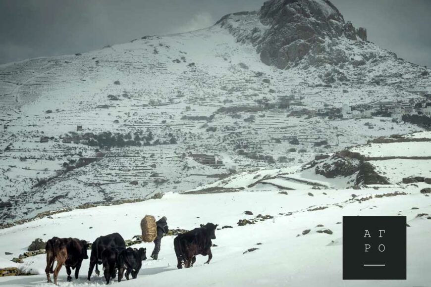 Home - ΑΓΡΟΤΙΚΟΣ ΣΥΝΕΤΑΙΡΙΣΜΟΣ ΤΗΝΟΥ