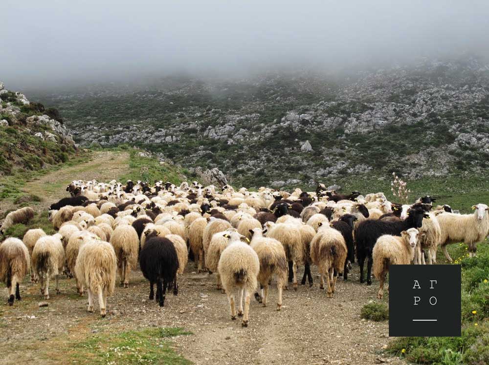 Πίνακας Ζωοτροφών - ΑΓΡΟΤΙΚΟΣ ΣΥΝΕΤΑΙΡΙΣΜΟΣ ΤΗΝΟΥ